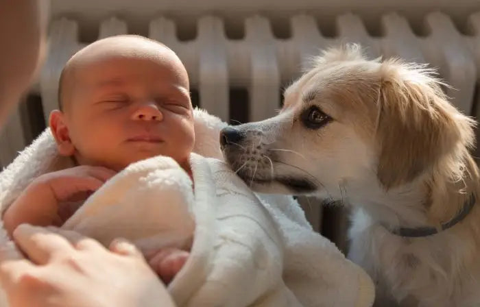 Puppy Love Class: Introducing Your Dog To Your New Baby – Pump Station ...